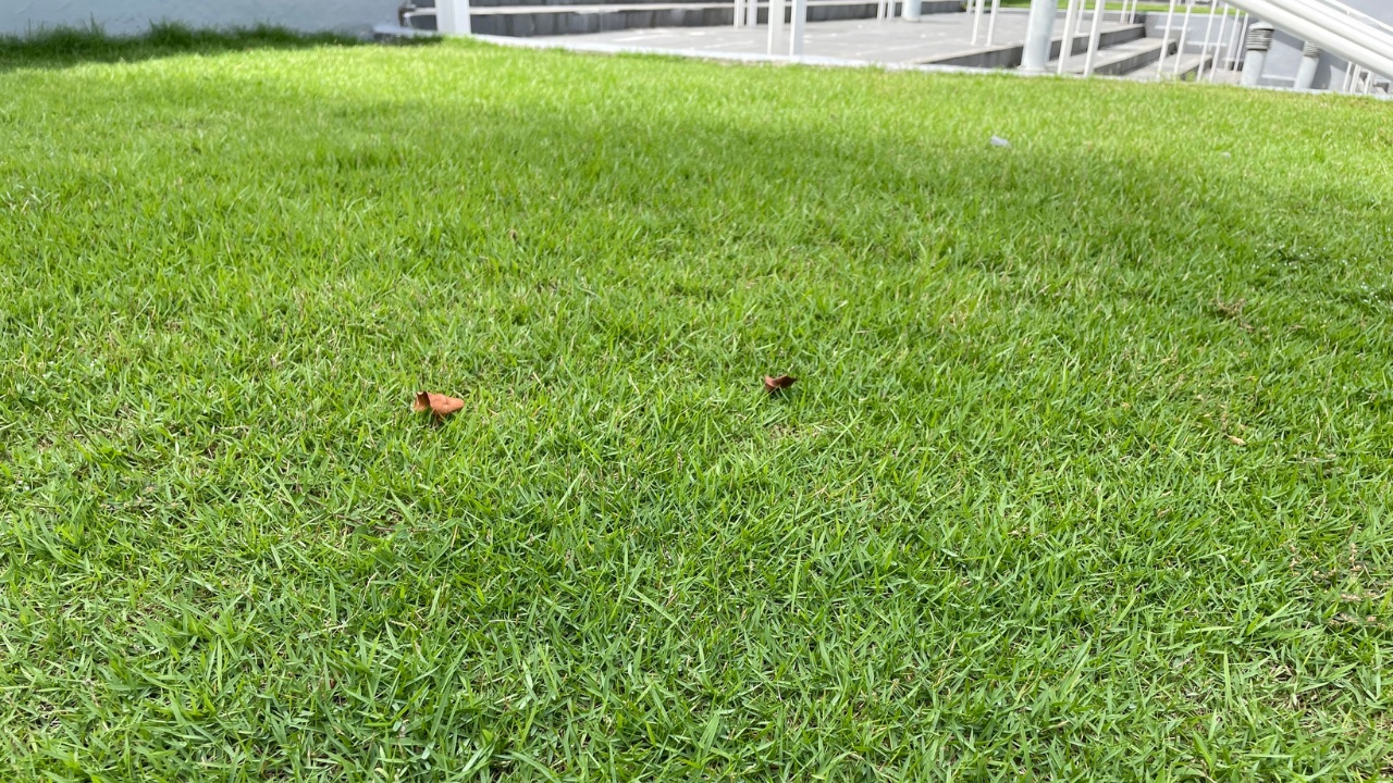 Zoysia Grass - Zoysia japonica - Shrubz.us