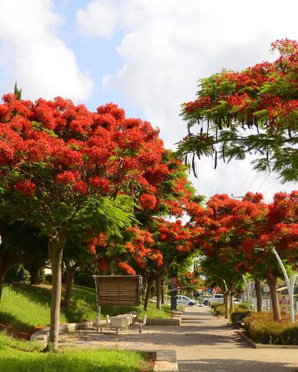 Flamboyant - Delonix regia - Shrubz.us