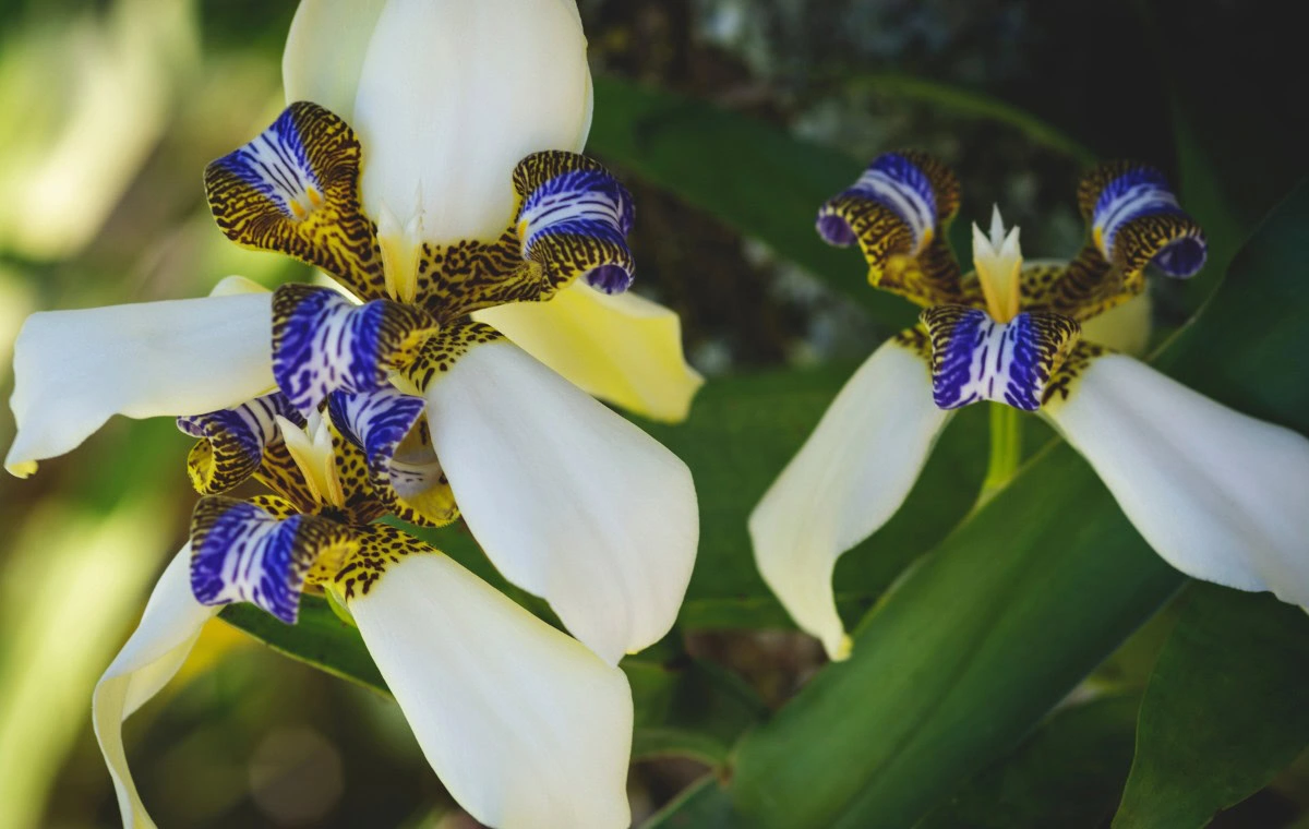 Walking Iris - Neomarica candida - Shrubz.us