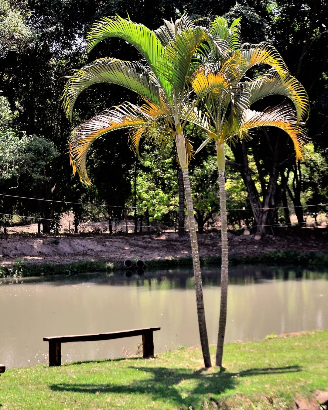 Areca Palm - Dypsis lutescens - Shrubz.us