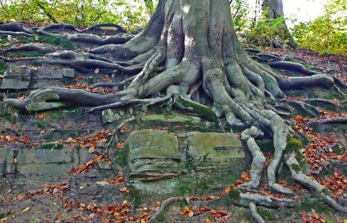 Top 39 Invasive Tree Roots - Shrubz.us