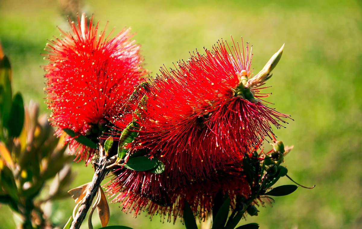 Bottlebrush - Callistemon spp - Shrubz.us
