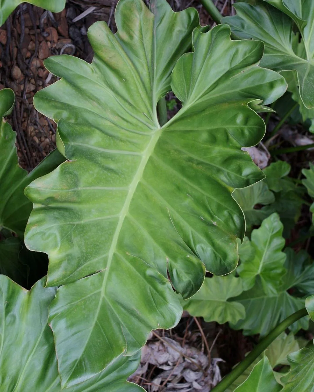 Wavy Philodendron - Thaumatophyllum undulatum - Shrubz.us