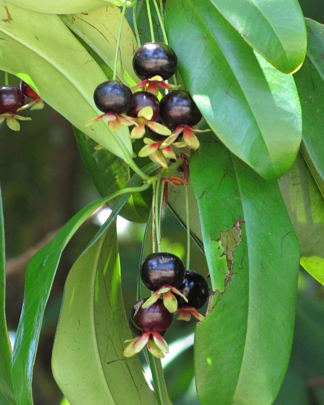 Brazil Cherry - Eugenia brasiliensis - Shrubz.us