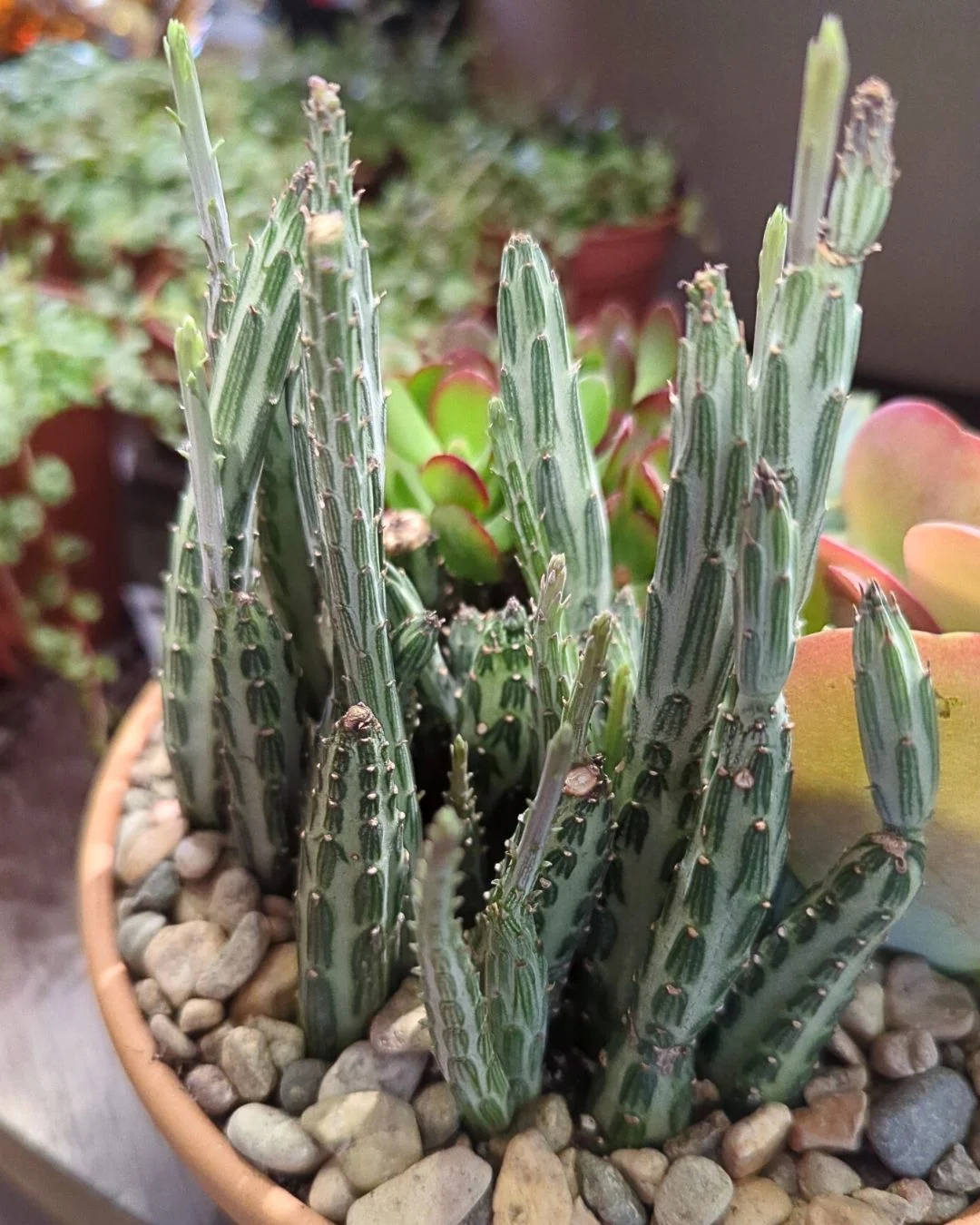 Pickle Plant - Kleinia stapeliiformis - Shrubz.us