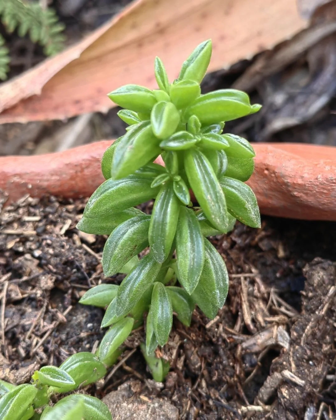 Taco Leaf Peperomia - Peperomia nivalis - Shrubz.us