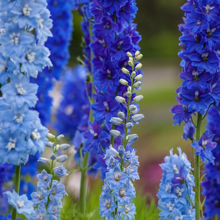 51 Blue Flowers: Transform your Garden with these Rare Beauties - Shrubz.us