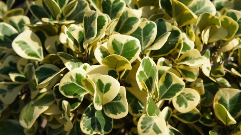 Triangle Fig - Ficus triangularis - Shrubz.us