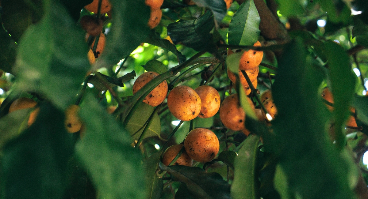 Achachairu - Garcinia humilis - Shrubz.us