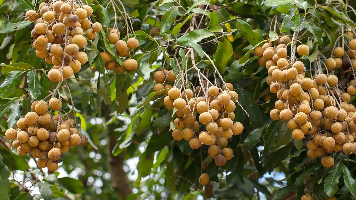 Longan Tree - Dimocarpus longan - Shrubz.us