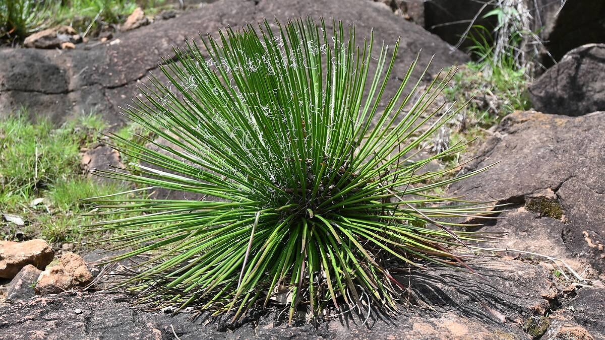 Twin Flowered Agave - Agave geminiflora - Shrubz.us
