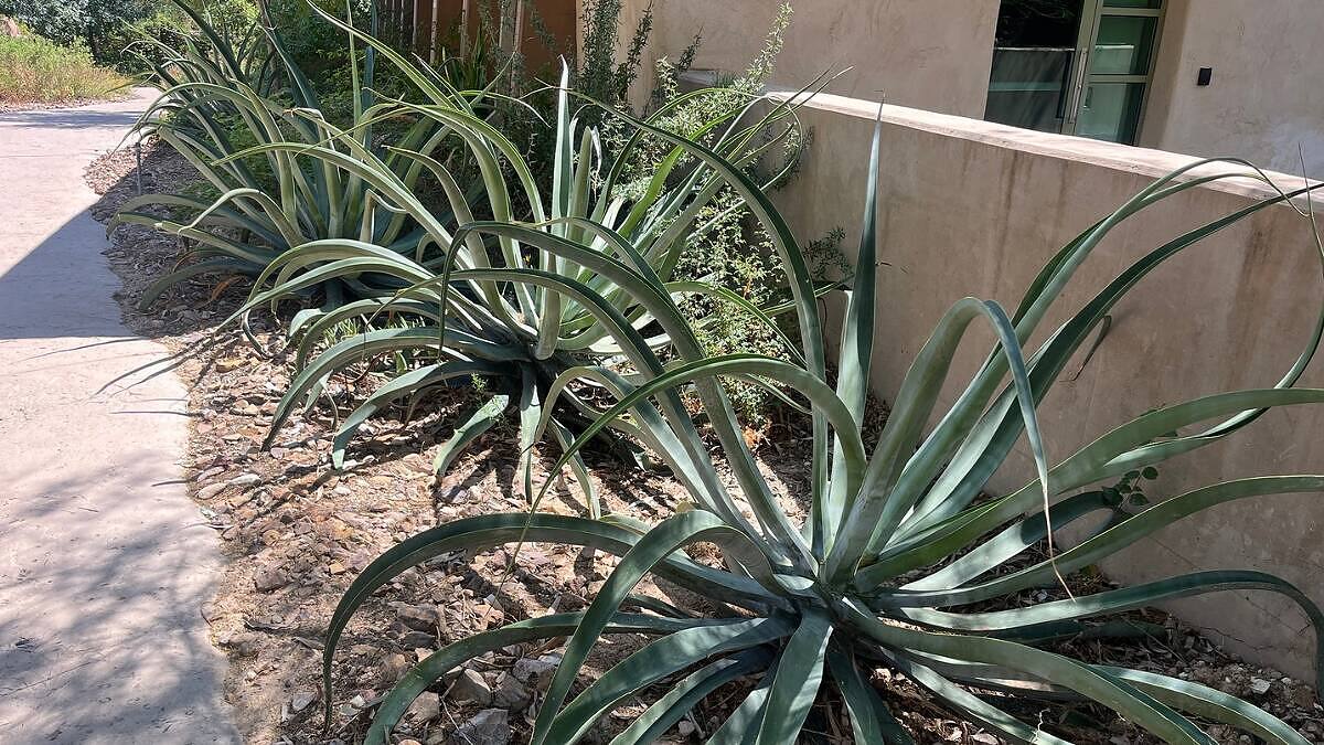 Octopus Agave - Agave vilmoriniana - Shrubz.us