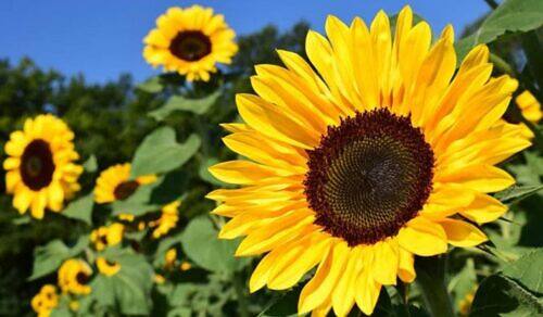 10 Stunning Sunflower Types to Brighten Your Garden - Shrubz.us