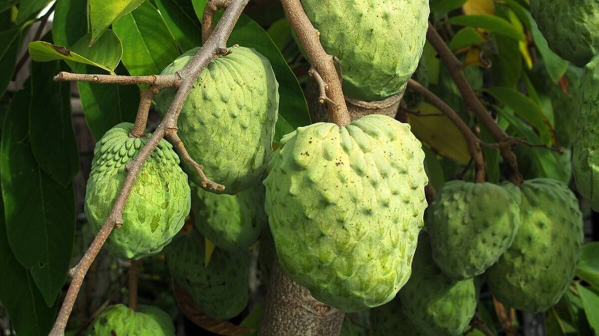 Atemoya - Annona × atemoya - Shrubz.us