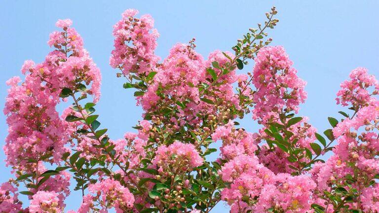 Crape Myrtle - Lagerstroemia indica - Shrubz.us