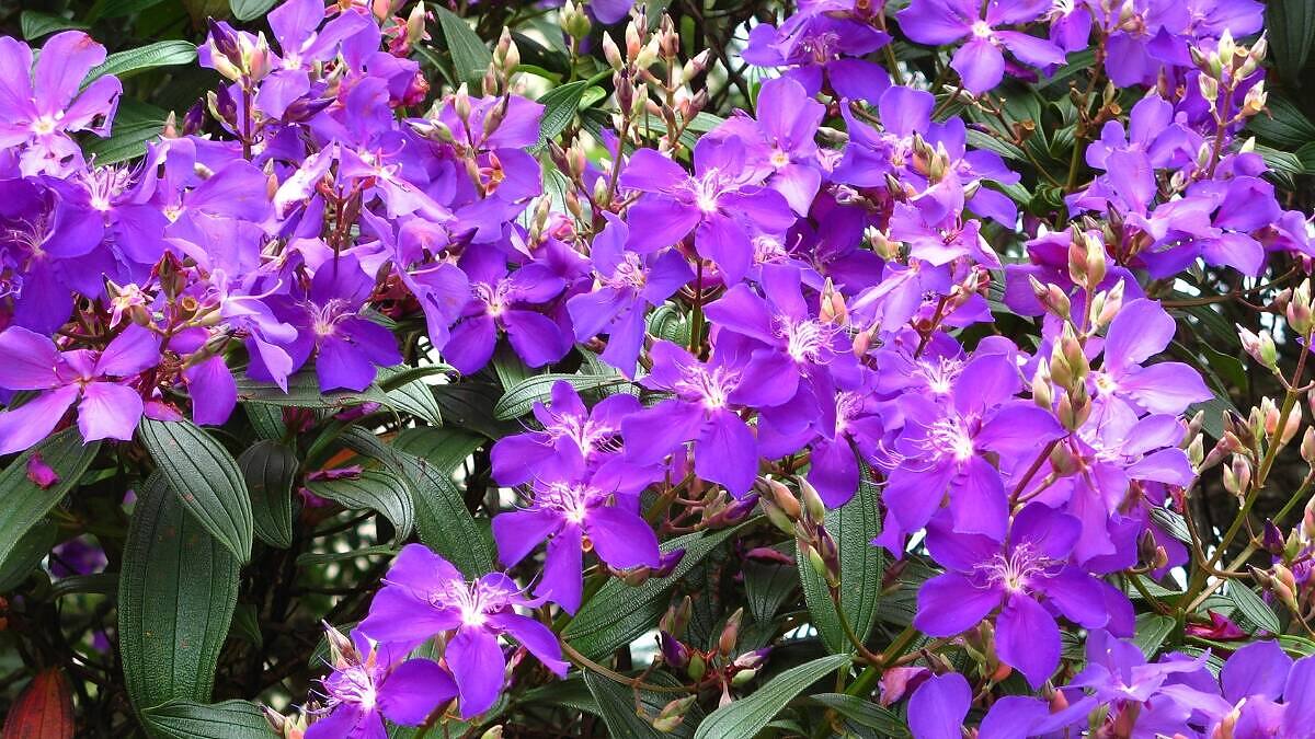 Purple Glory Tree - Pleroma granulosum - Shrubz.us