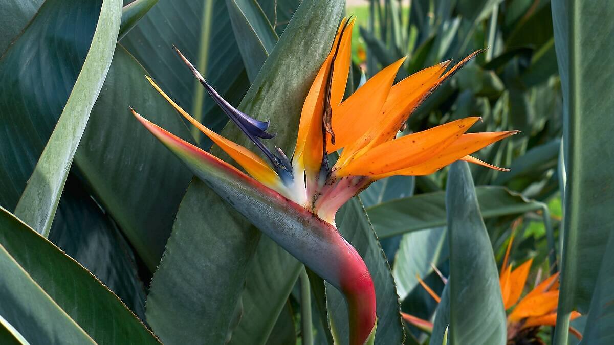 Bird of Paradise - Strelitzia reginae - Shrubz.us