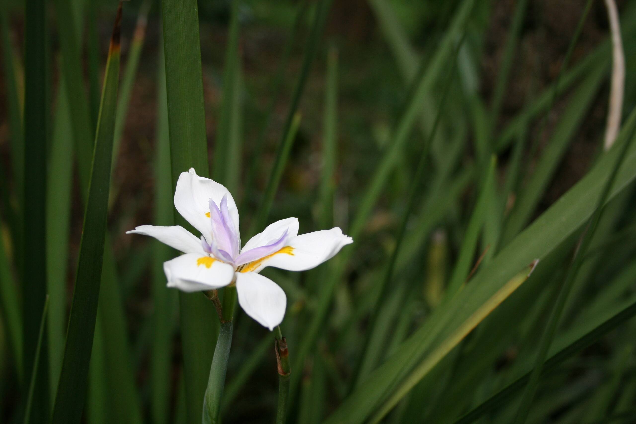 Fortnight Lily - Dietes iridioides - Shrubz.us